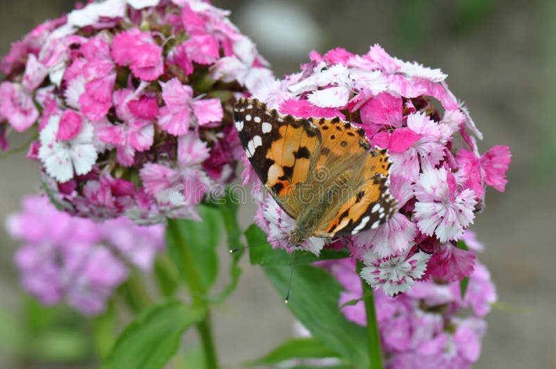 Painted Lady butterfly stock photo. Image of canadian - 117528726