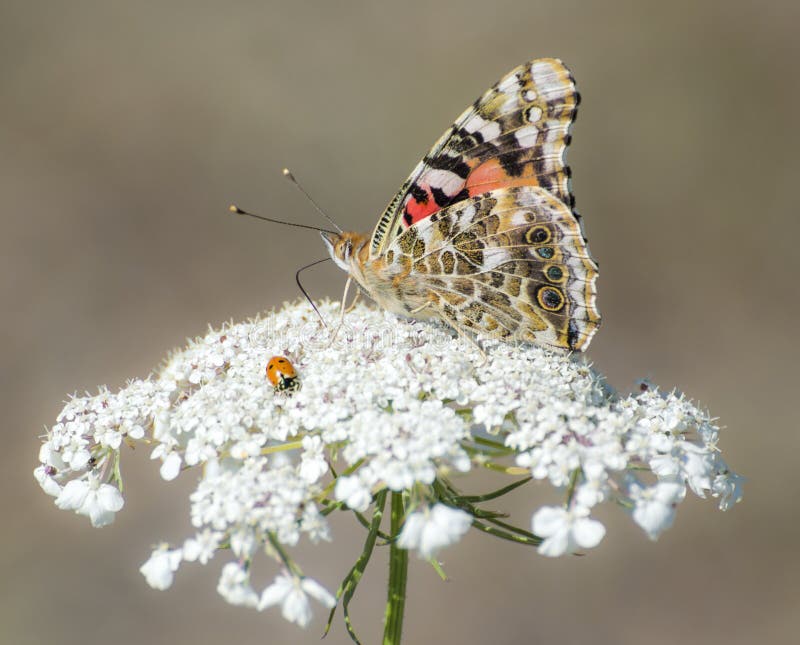 Painted Lady Butterfly with Ladybug Stock Photo - Image of anne ...