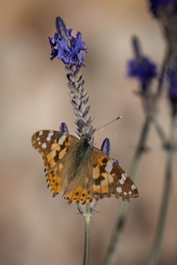 A Painted Lady Butterfly on a Lavender Stock Image - Image of ...