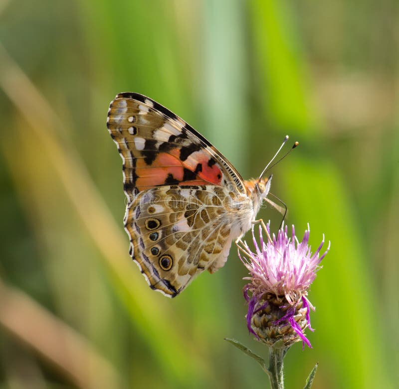 Painted Lady butterfly stock photo. Image of painted - 61447150