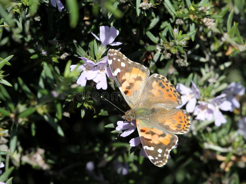 Painted Lady Butterfly stock image. Image of wildlife - 38988391