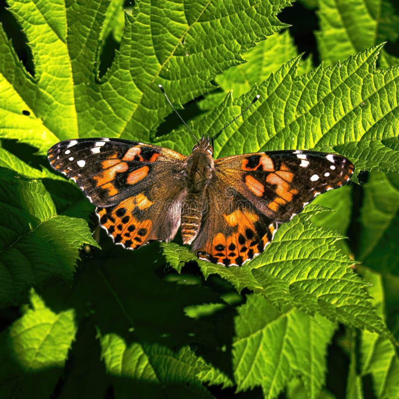 Painted Lady Resting in the Leaves Stock Image - Image of selective ...