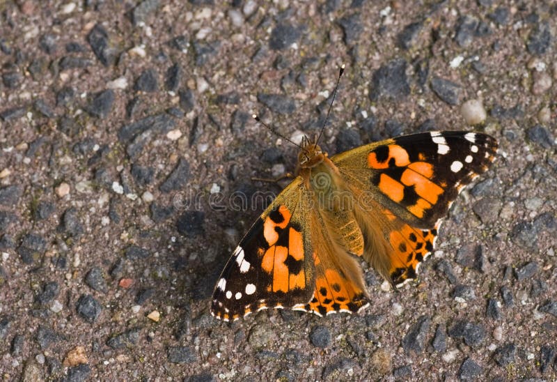 Painted Lady Resting on Stone Stock Photo - Image of nature, beauty ...