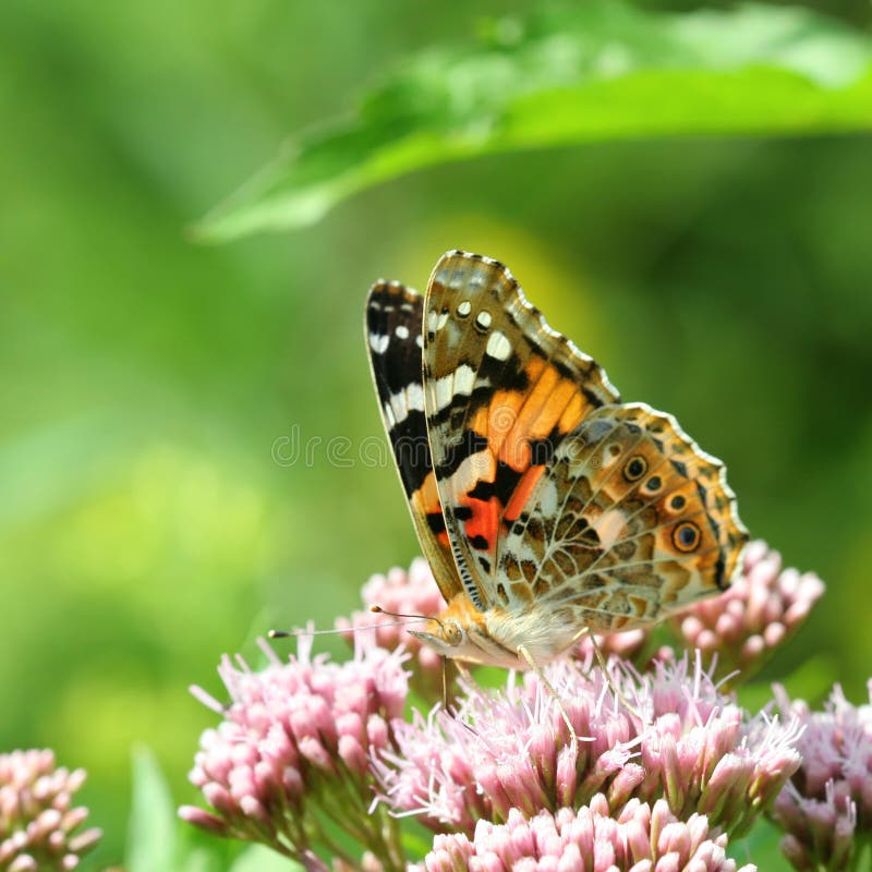 Painted Lady Vanessa Cardui Butterfly Stock Photo - Image of ...