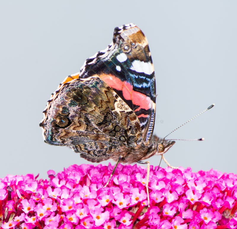 Painted Laidy Butterfly Collecting Nectar at a Budleja Blossom Stock ...