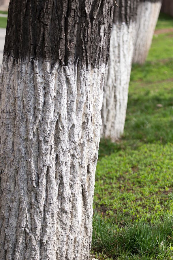 Painted Lime Tree Bark in Nature Stock Image - Image of cover, paint ...