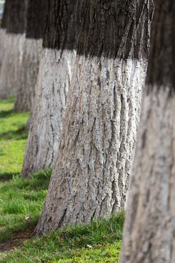 Painted Lime Tree Bark in Nature Stock Image - Image of grow, scene ...