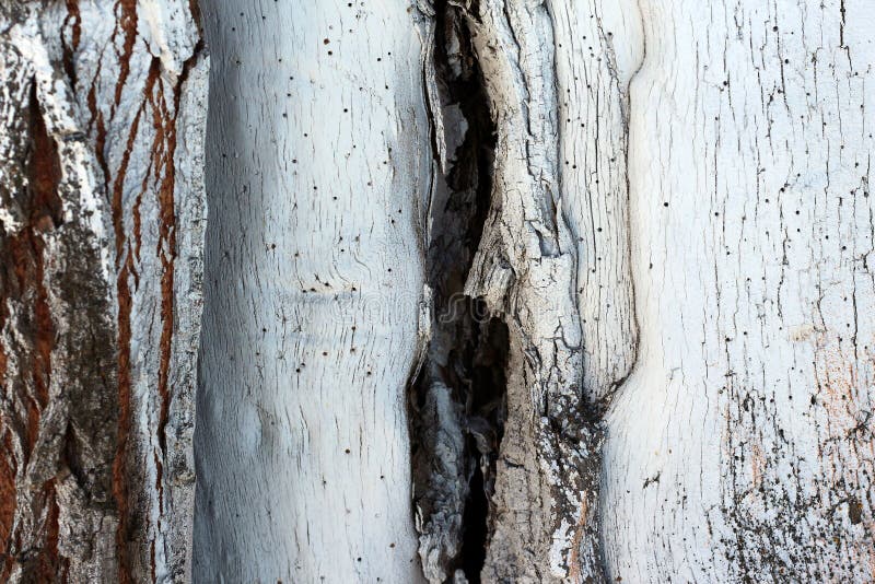 Painted in lime tree bark stock image. Image of natural - 112011827