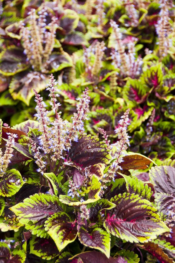 Painted Nettle. stock image. Image of color, green, coleus - 29378513