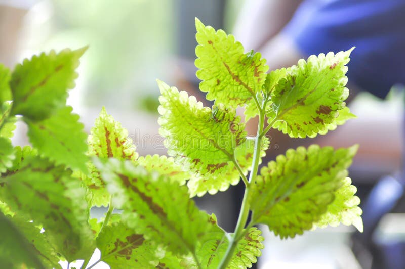 Painted Nettle or Flame Nettle Stock Image - Image of outdoor, tree ...