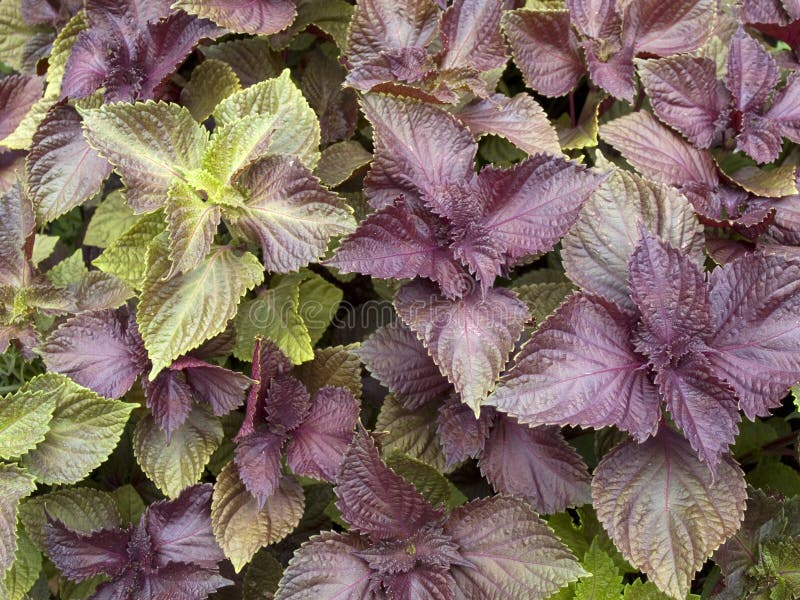 Painted nettle stock photo. Image of coleus, nettle - 119590896