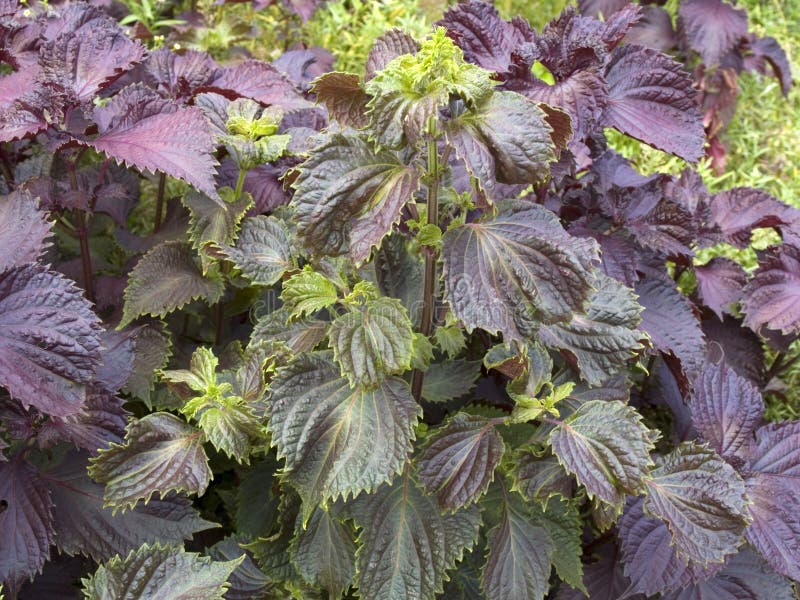 Painted nettle stock image. Image of coleus, patterns - 122536889