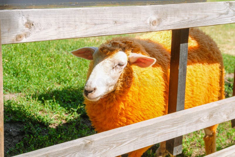 Painted Orange Sheep in a Farm Wooden Paddock Stock Photo - Image of ...