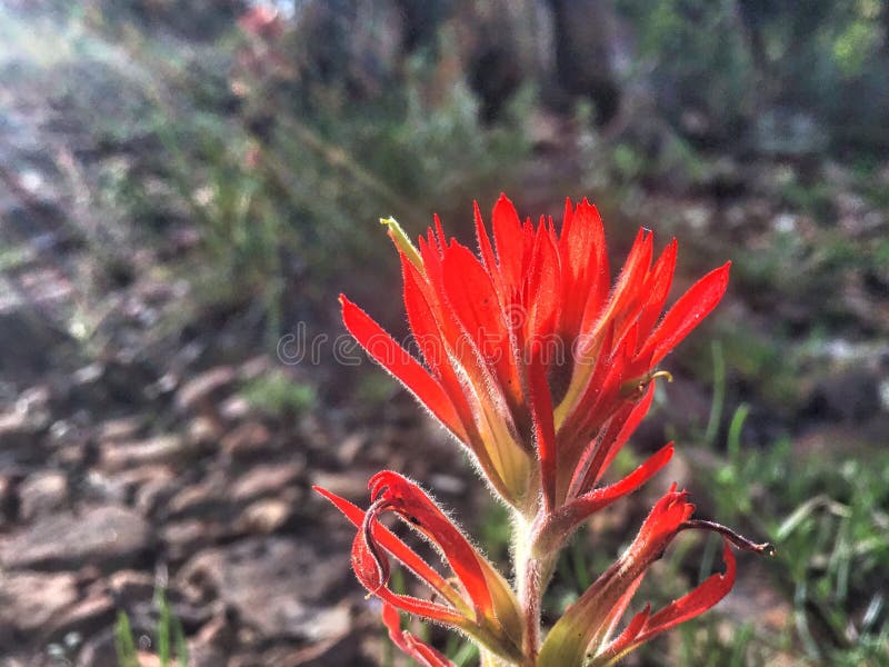 Painted Paintbrush stock image. Image of vegetation, castilleja - 97735631
