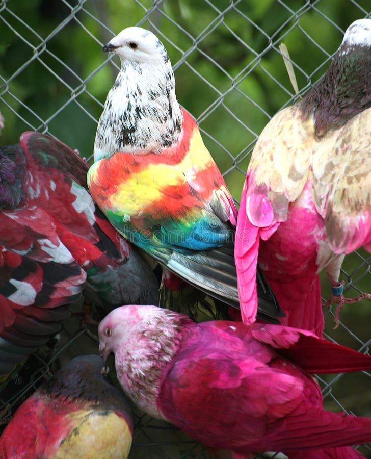 Painted racing pigeons stock photo. Image of color, feather - 5839926