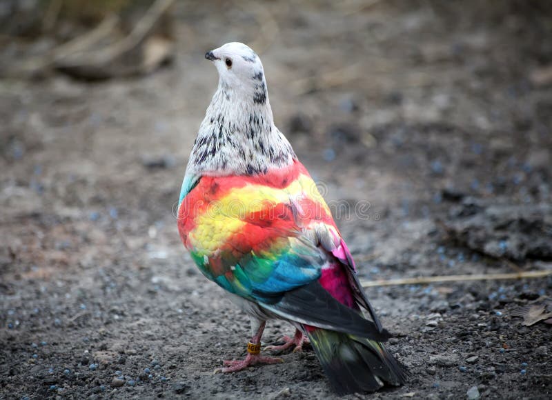 Painted racing pigeons stock photo. Image of color, feather - 5839926