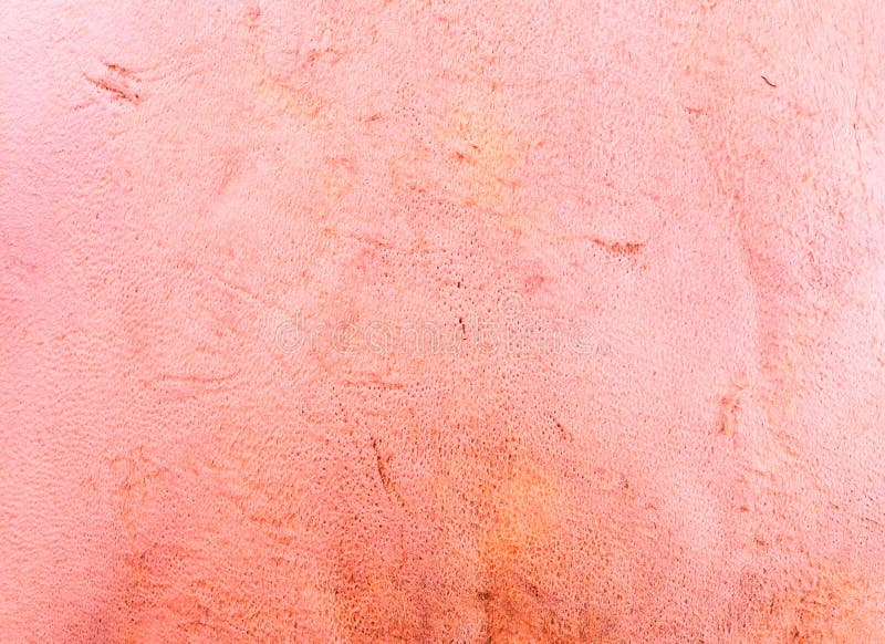 Painted raw rough skin. stock photo. Image of accessories - 80707310