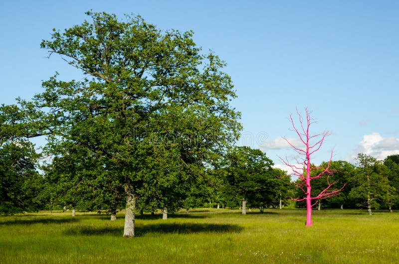 Painted Red Tree among Ordinary Trees Stock Image - Image of painted ...