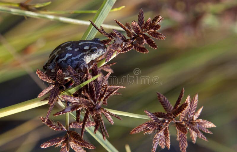 Painted reed frog stock photo. Image of marmoratus, african - 545356