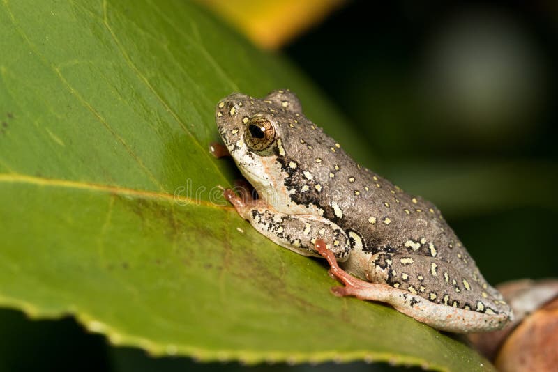 Painted Reed Frog - Okavango Delta - Botswana Stock Photo - Image of ...