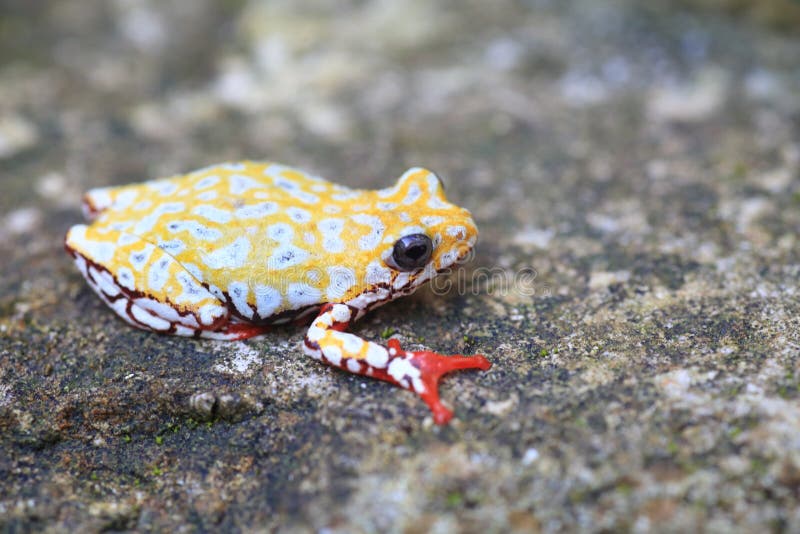 Painted Reed Frog or Spoted Tree Frog Stock Image - Image of nature ...