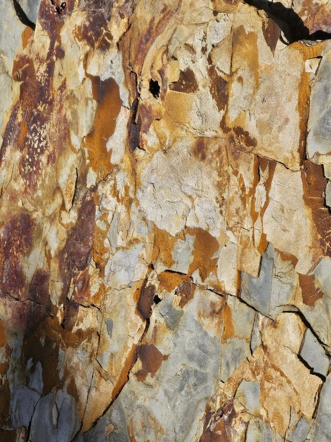 Painted Relief 5 stock image. Image of trunk, tree, geology - 353843075