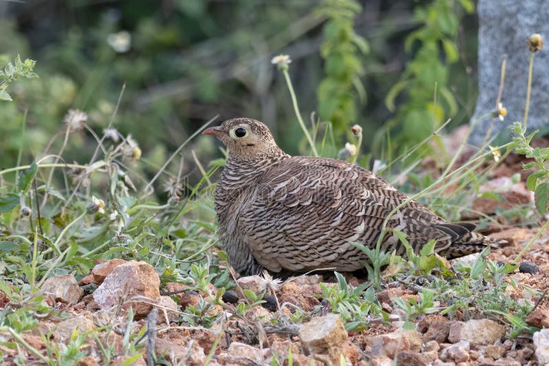 Painted Sandgrouse or Pterocles Indicus Observed in Hampi, India Stock ...