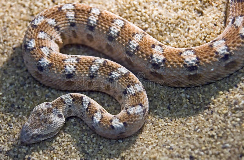 Painted saw-scaled viper 1 stock photo. Image of scaly - 10795106