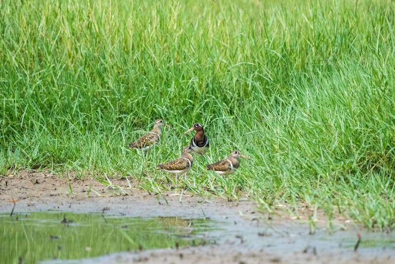 Polyandry Stock Photos - Free & Royalty-Free Stock Photos from Dreamstime