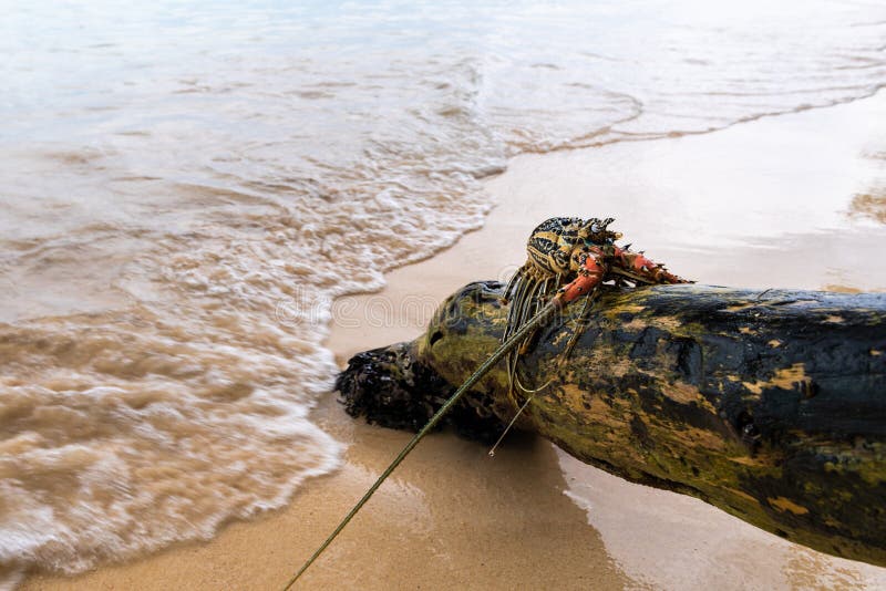 Painted spiny lobster stock image. Image of raja, pink - 138984341