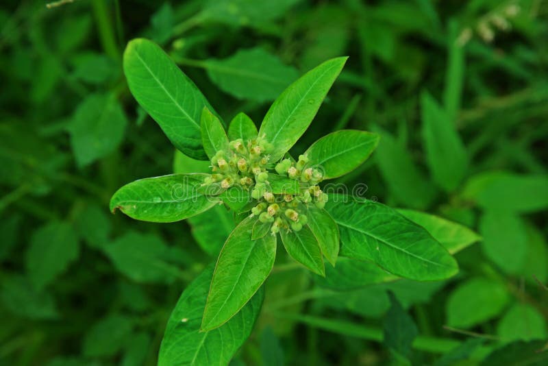 106 Broadleaves Weed Stock Photos - Free & Royalty-Free Stock Photos ...