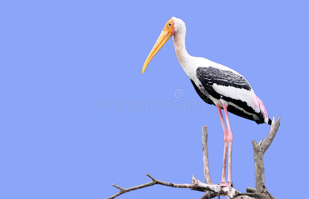 Painted stork stock image. Image of stem, closeup, legs - 15840465