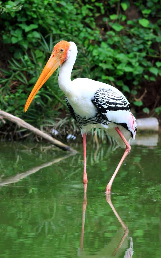 Painted stork stock photo. Image of forest, beak, nature - 16007694