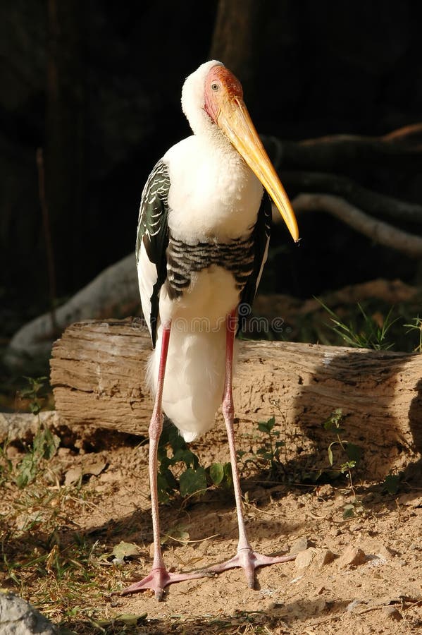 Painted stork stock image. Image of park, wildlife, exotic - 17663469