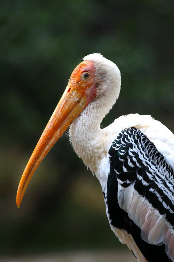 Painted stork stock image. Image of migratory, bird, outdoor - 22317263