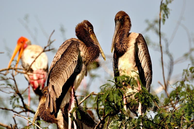 Painted Stork stock photo. Image of freshwater, asian - 7881098