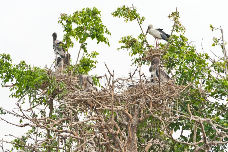 Painted stork stock image. Image of neck, nest, life - 29164217