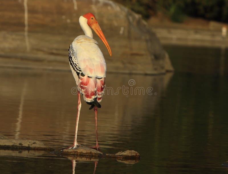 Painted Stork stock photo. Image of motion, perch, prey - 4574658