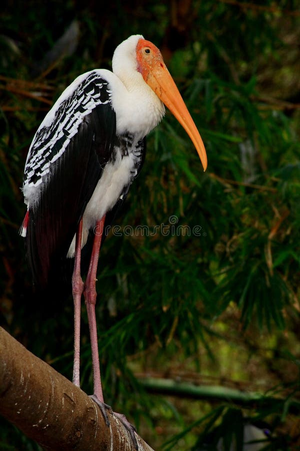 Painted Stork stock image. Image of straight, beautiful - 5957007