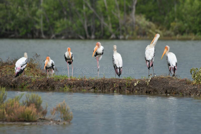 Painted Stork stock photo. Image of snow, thailand, mallard - 337100468