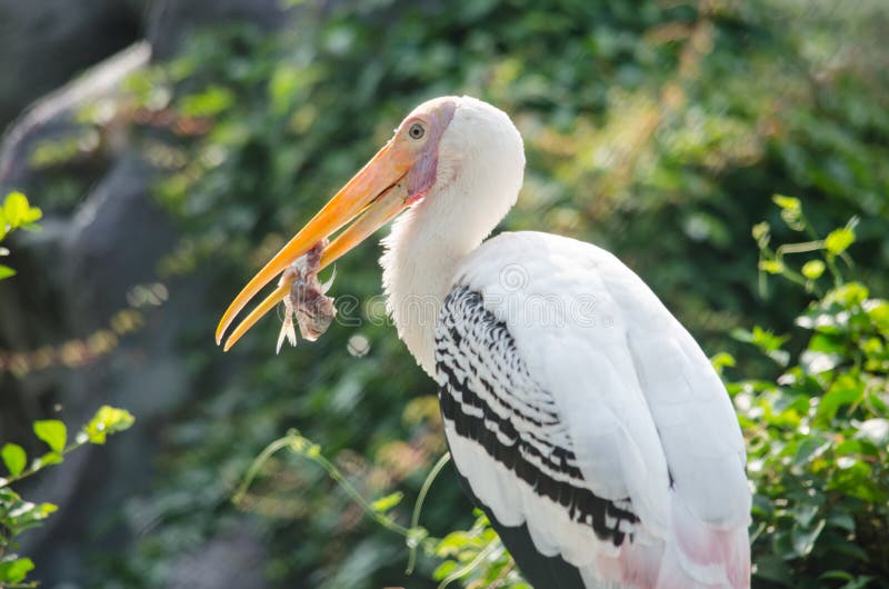 Painted Stork stock photo. Image of blinding, animal - 70873296