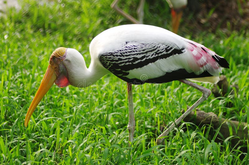 Exotic bird stock image. Image of life, flight, burlap - 1495723