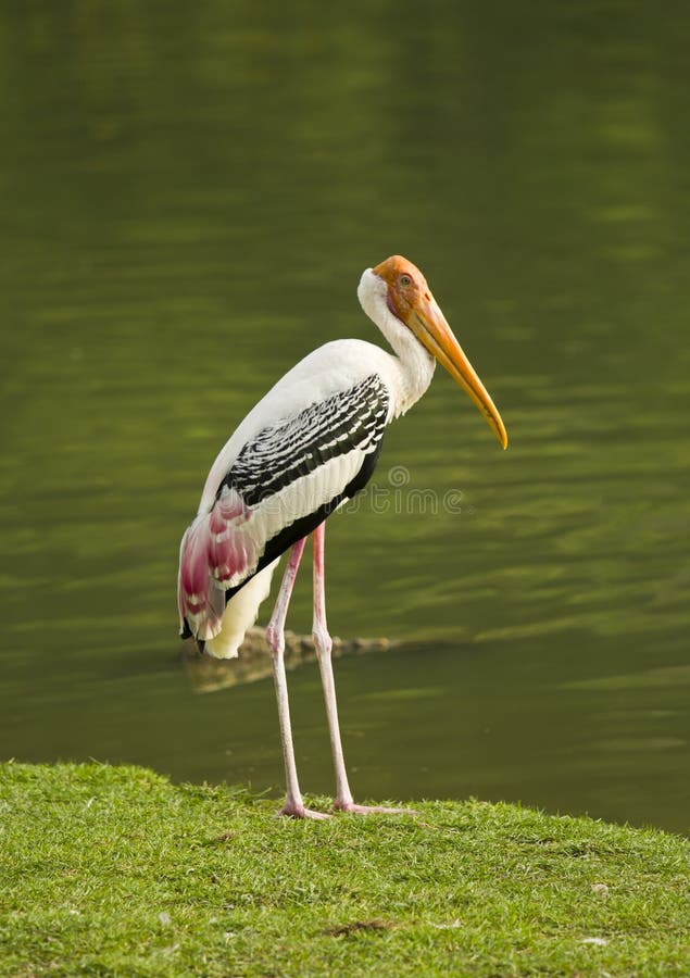 Painted Stork bird. stock image. Image of shade, beak - 27051723