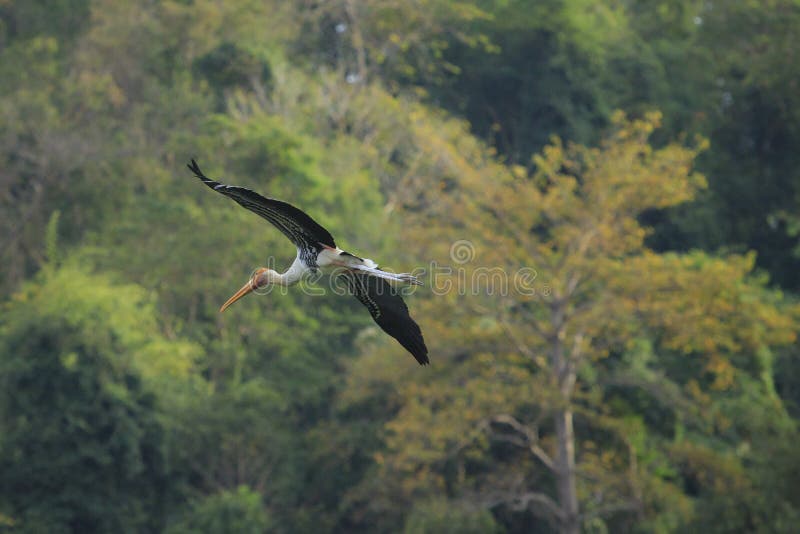 Painted Stork Bird Flying Against Green Natural Wild Stock Image ...