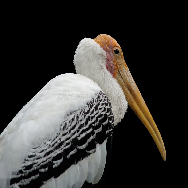 Painted stork bird stock photo. Image of wild, bird, feather - 52321202