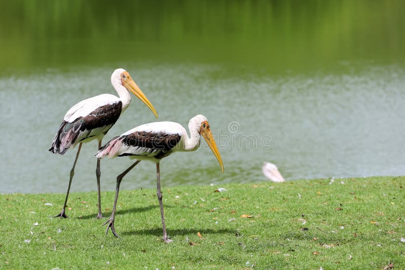 The Painted Stork Bird (Mycteria Leucocephala) in Garden Stock Image ...