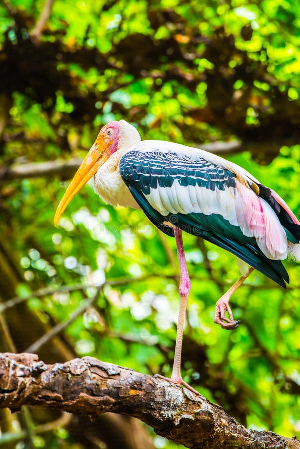 Painted stork bird stock photo. Image of stork, birding - 249840522