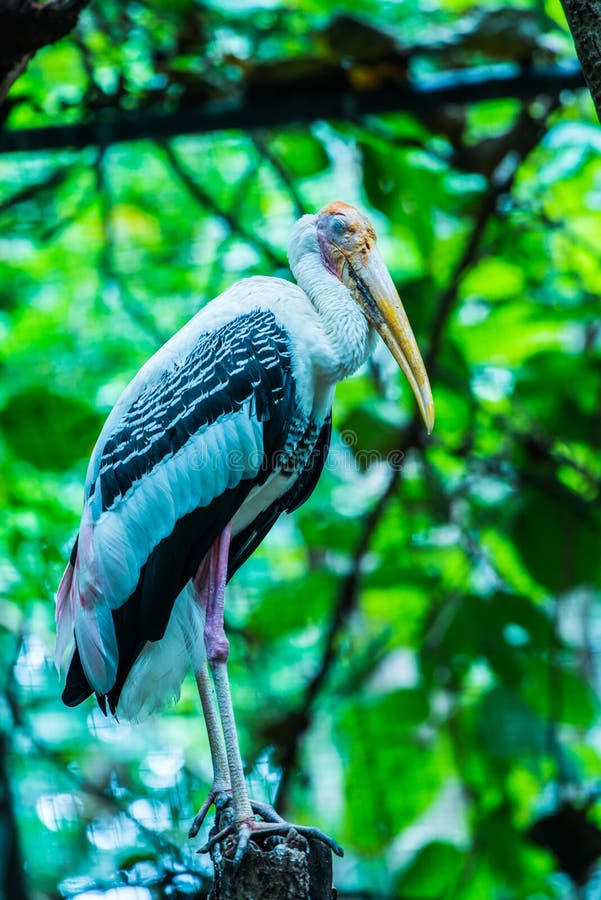 Painted stork bird stock image. Image of garden, safari - 249840525