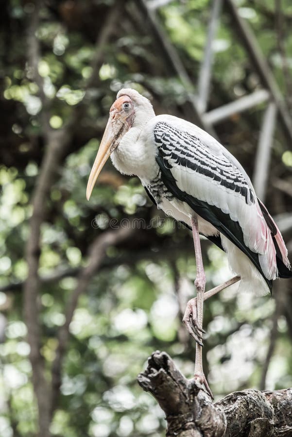 Painted stork bird stock photo. Image of exotic, avian - 247680362