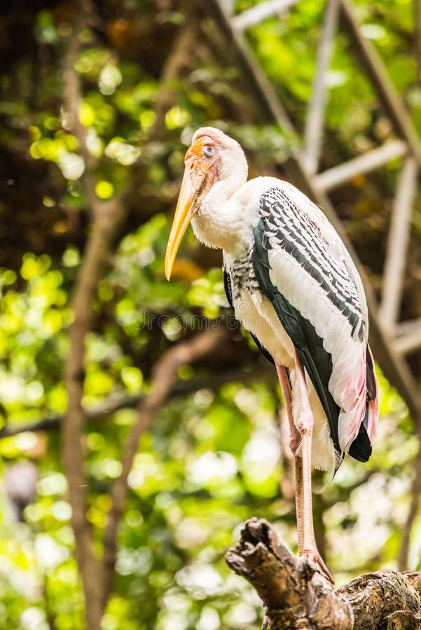 Painted stork bird stock image. Image of thai, white - 247680379